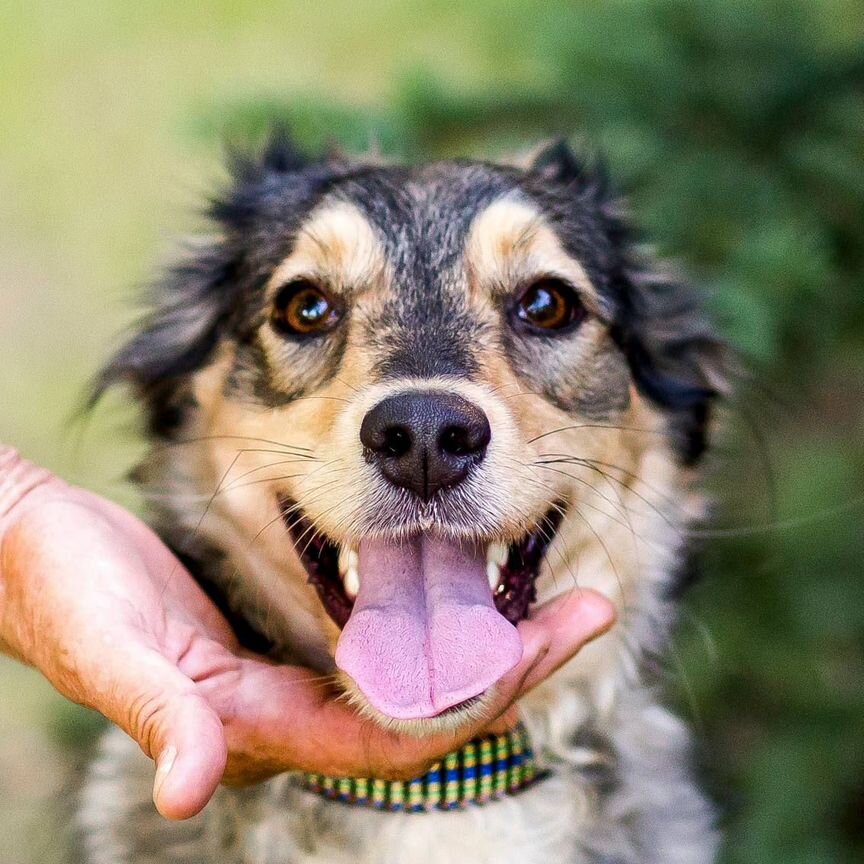 Собака в добрые руки отдам бесплатно