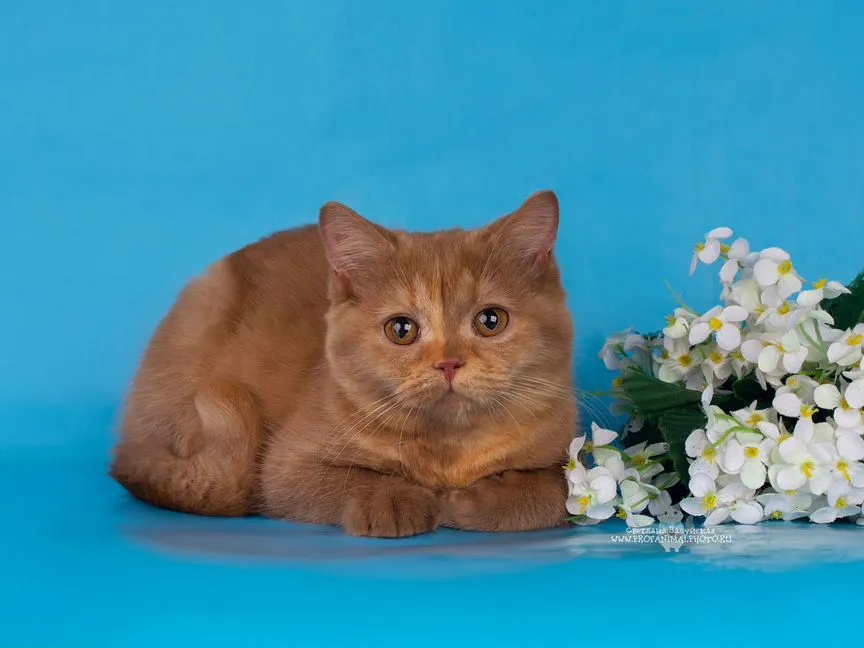 Британская короткошерстная кошка питомник