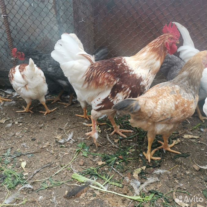Продам петухов (на выбор)