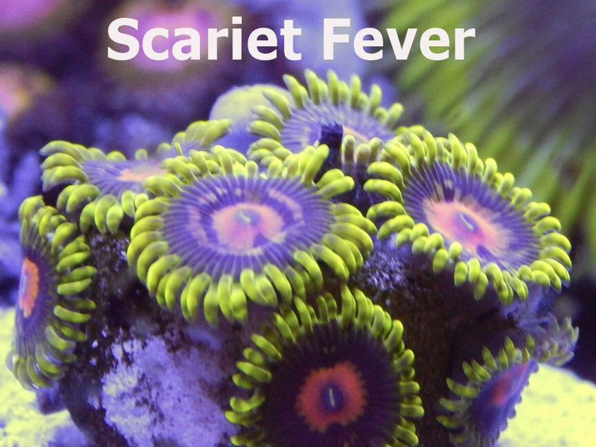 Для морского аквариума