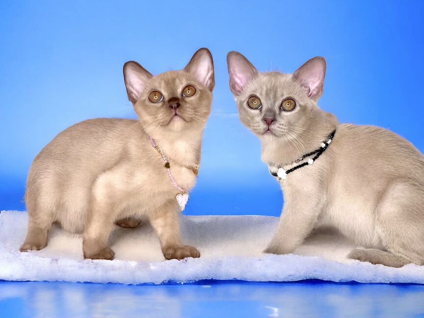 Элитные Бурманские Котята