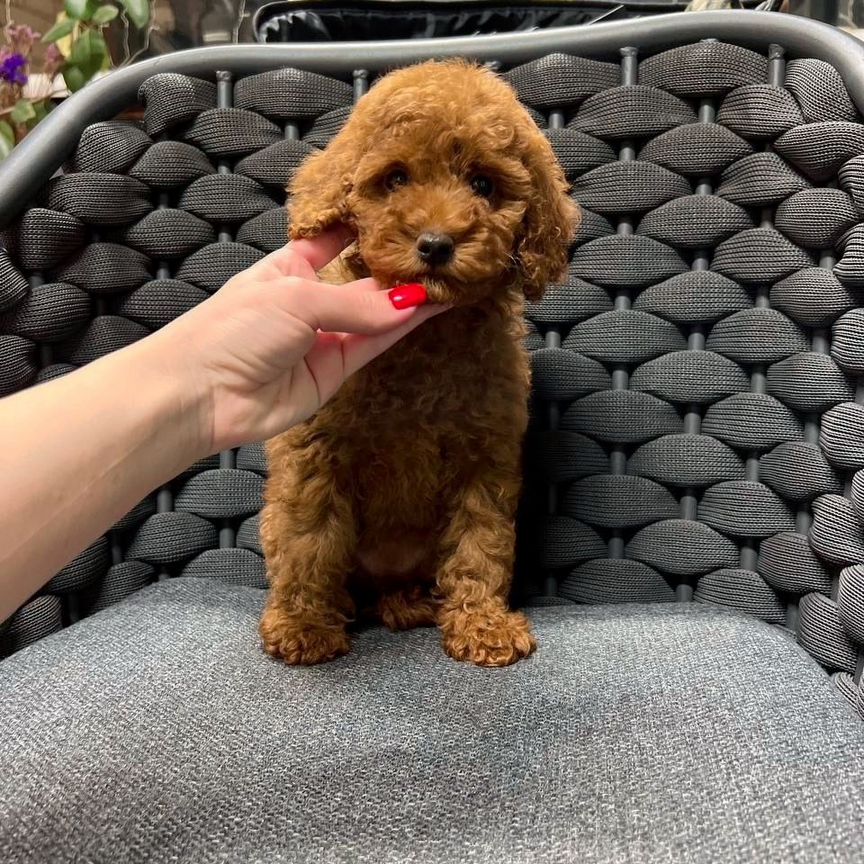 Карликовый пудель