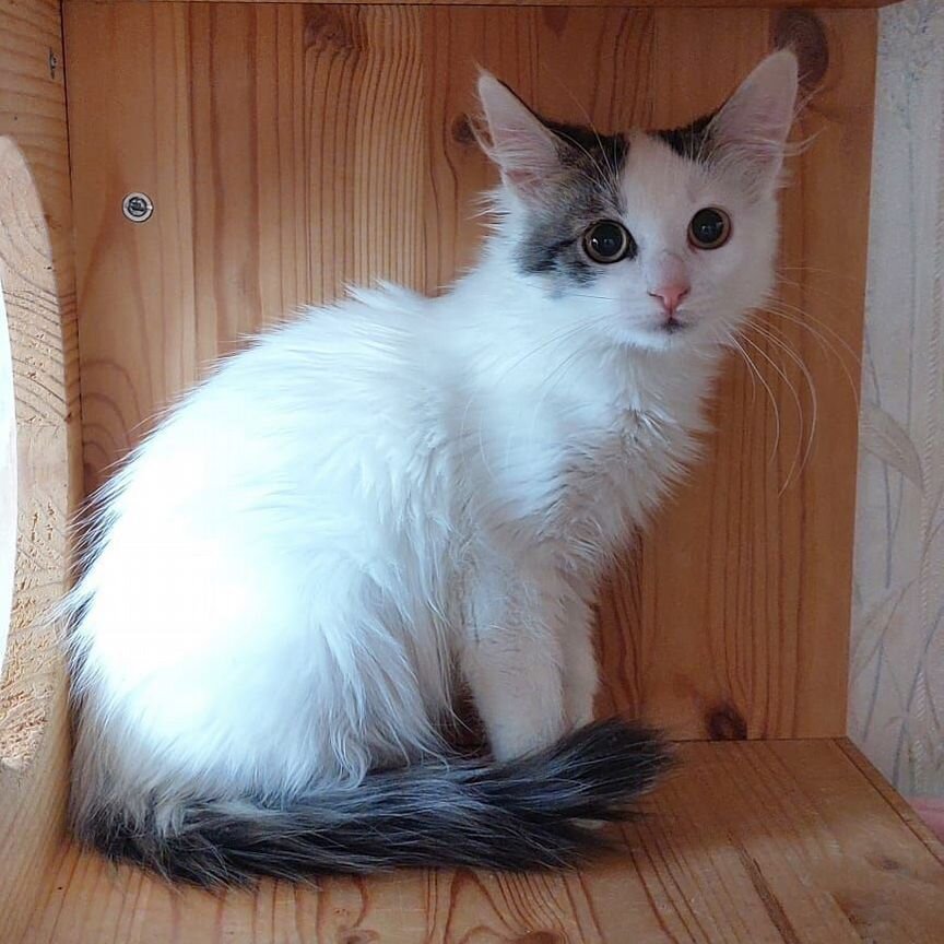 Котенок Розочка