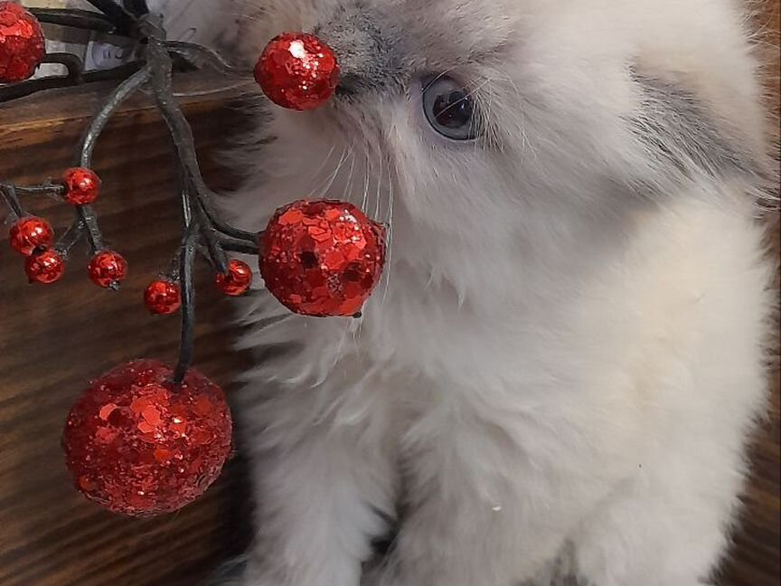 Котик британский длинношёрстный