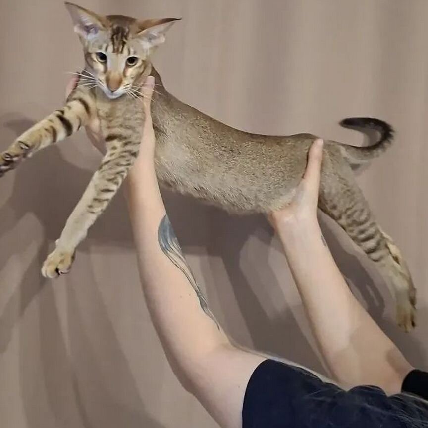 Ориентальная кошка, взрослая