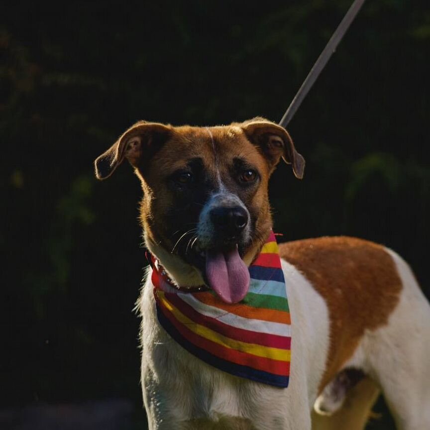 Собака в добрые руки