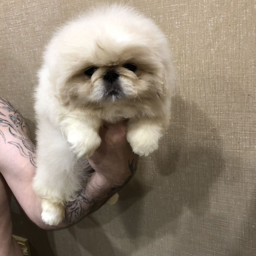 Шикарные Малыши