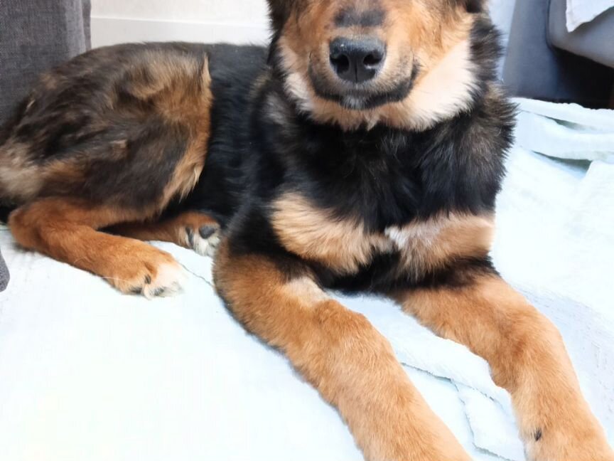 Щенулька красотулька ищет дом со двором