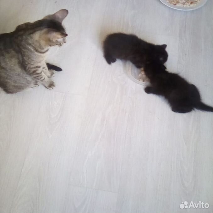 Отдам в хорошие руки домашних ласковых котят