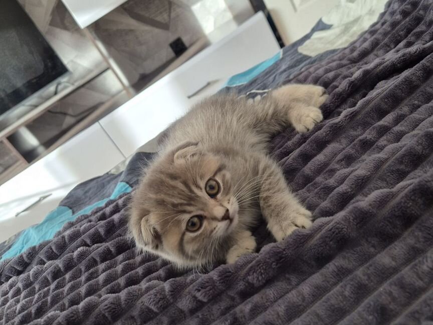 Котёнок