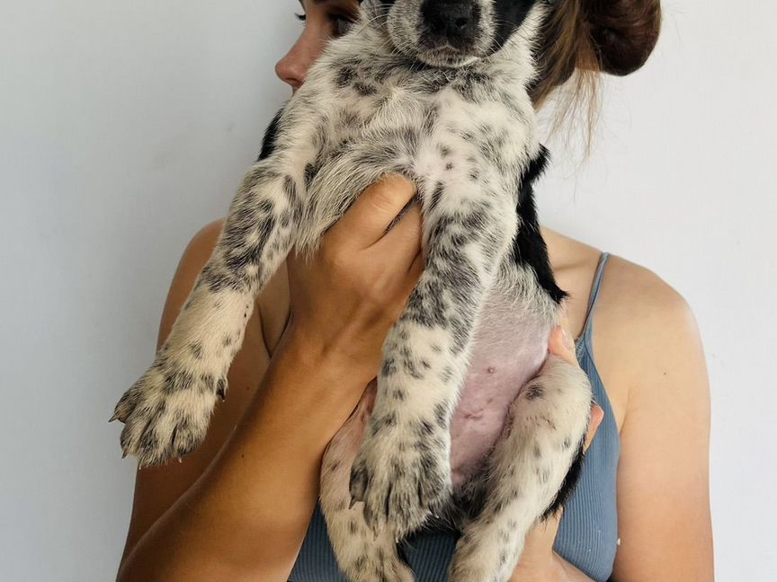 Щенки курцхаара