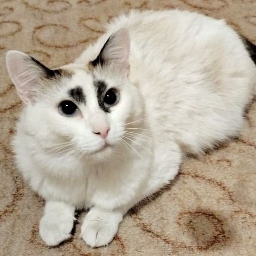 Взрослая кошка в добрые руки