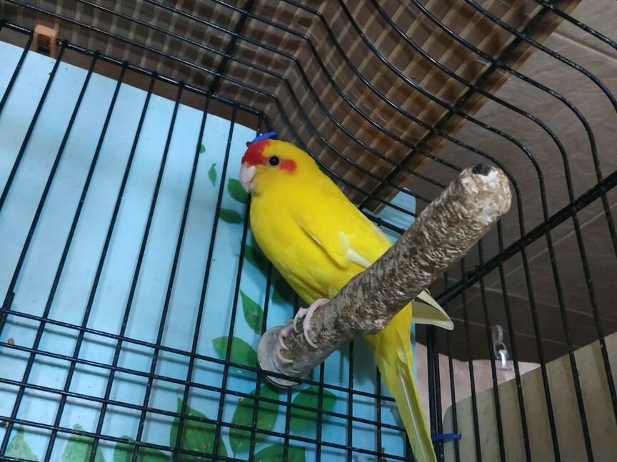 Бронь за Аллой