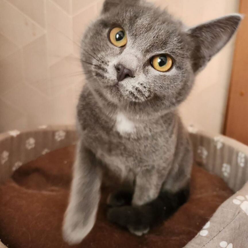 Плюшевый котик