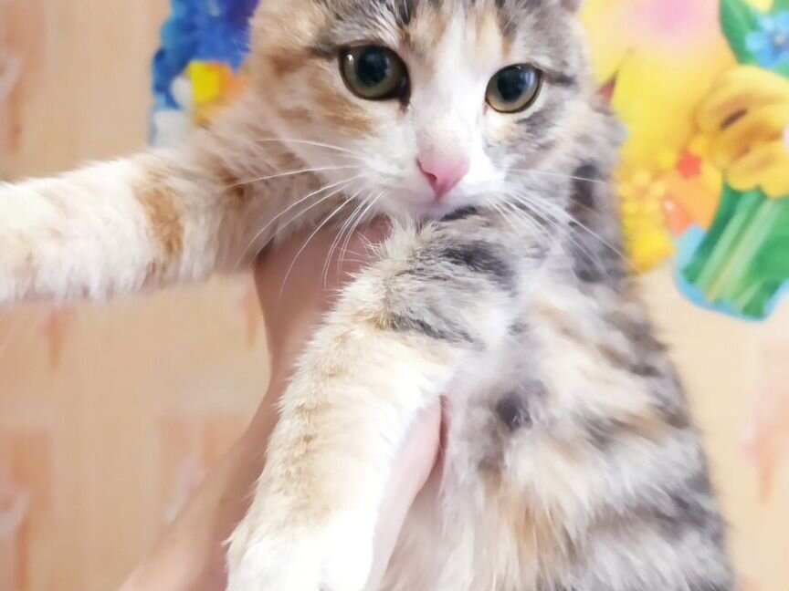 Потерялся котенок
