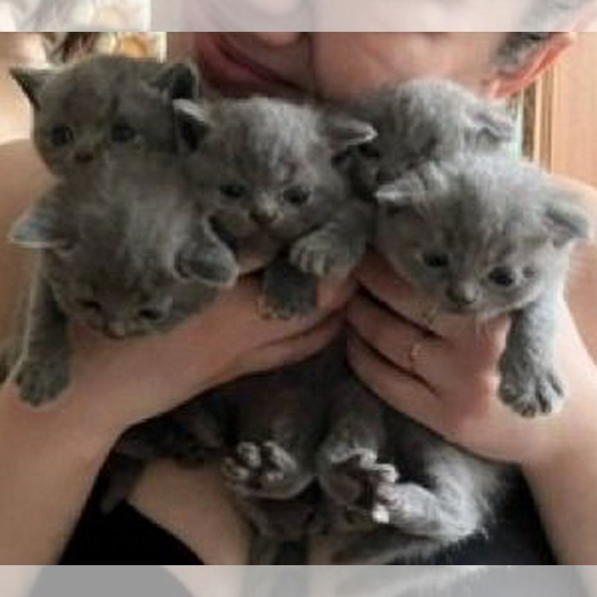 Британские вислоухие котята серые