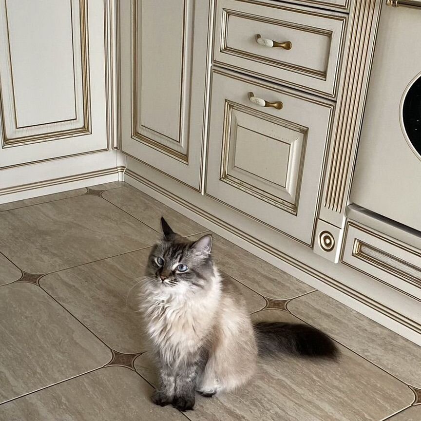 Невская маскарадная кошка, взрослая