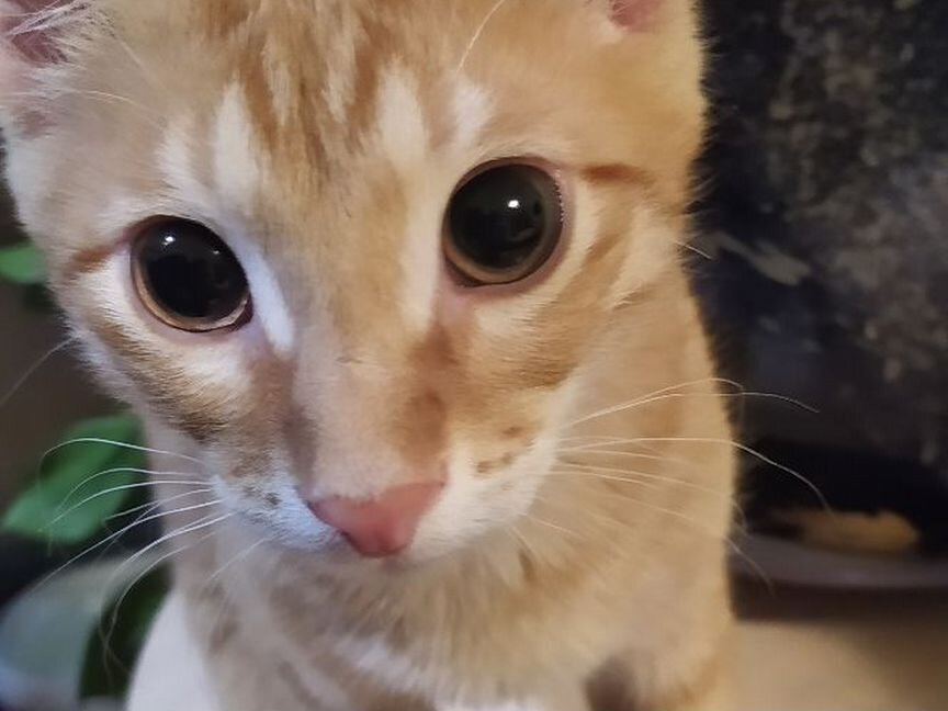 Рыжий кот 3месяца