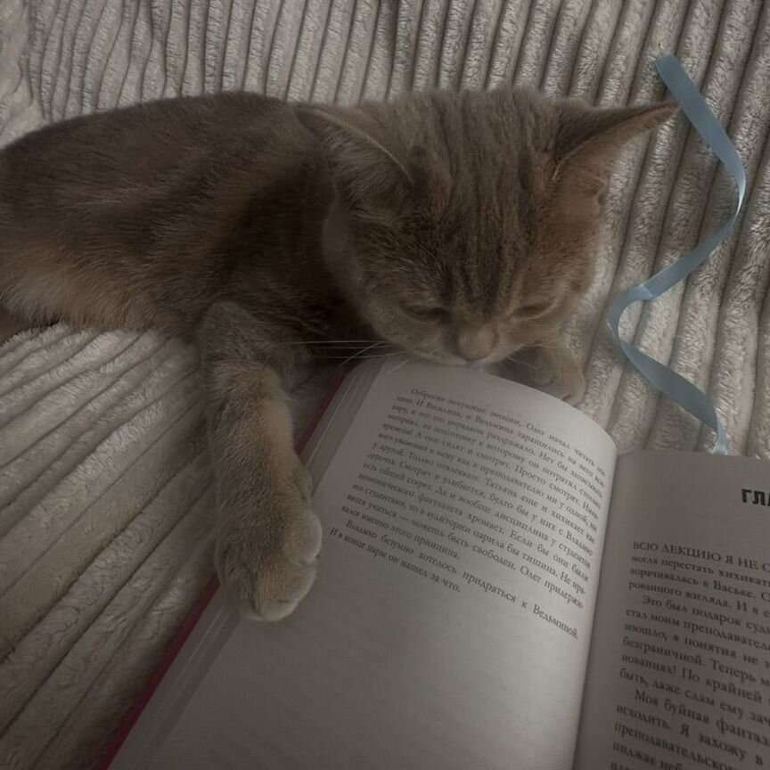 Шотландская прямоухая длинношёрстная, взрослая кошка