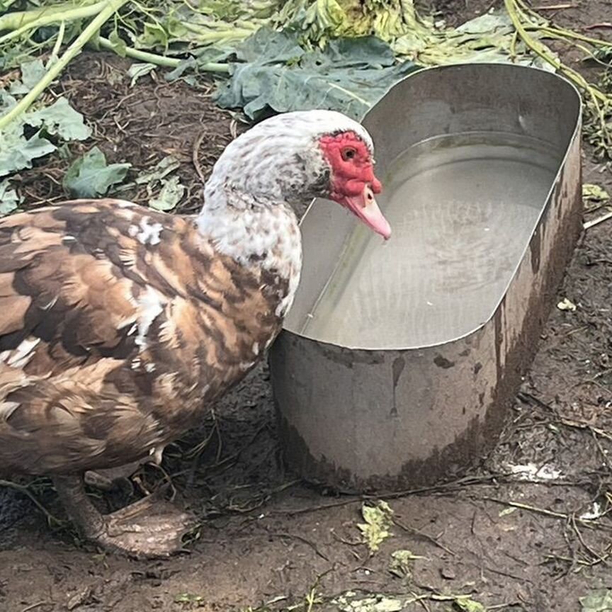 Куры и индоутки