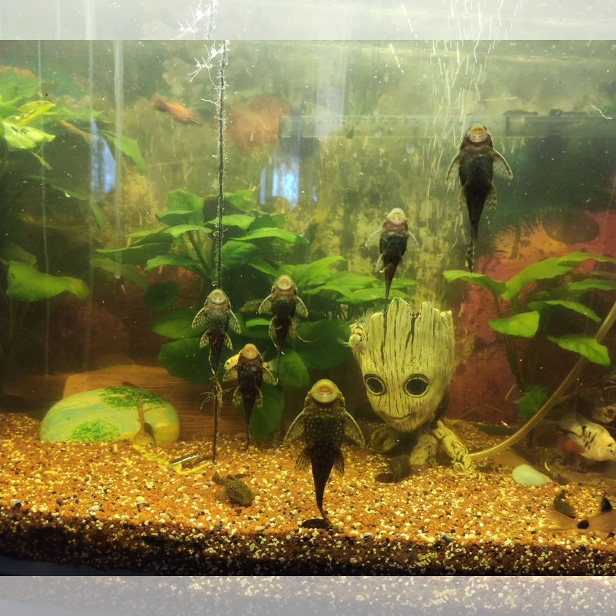 Сомики-анцистры