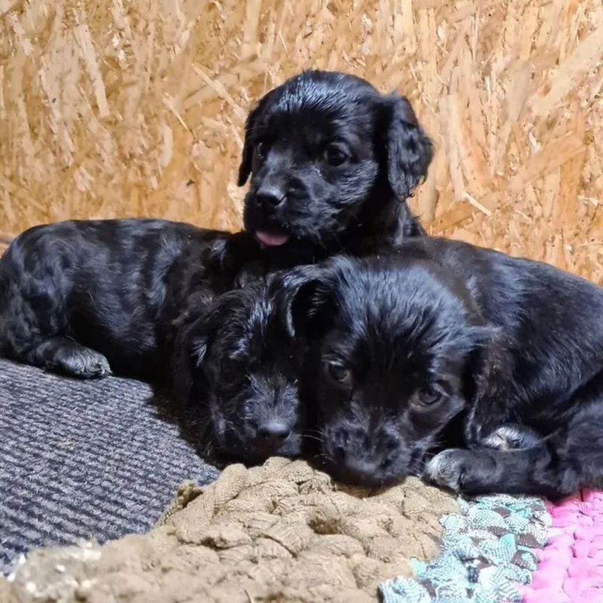 Русский охотничий спаниель, щенок