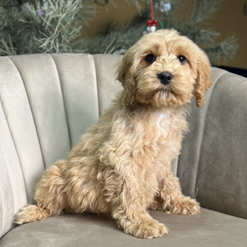 Кокапу, щенок