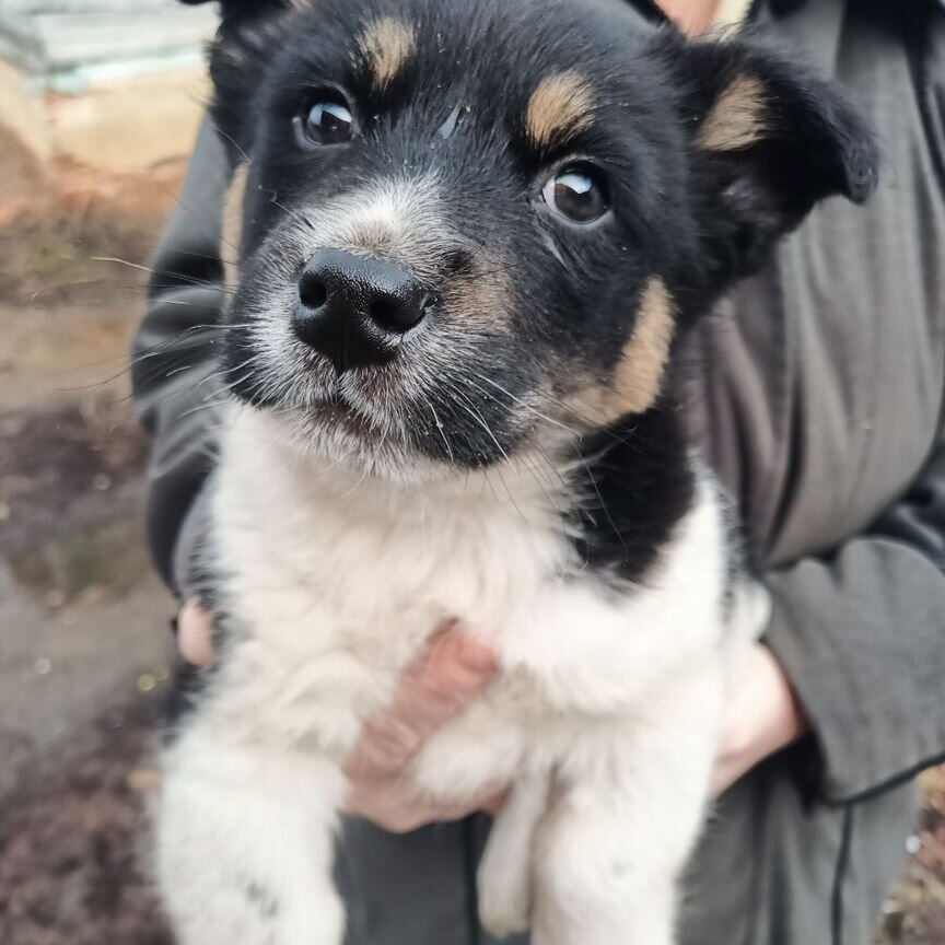 Щенок в добрые руки бесплатно