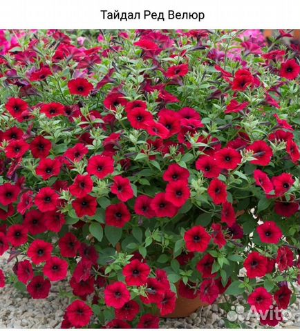 Петуния Тайдал купить в Калининграде | Товары для дома и дачи | Авито