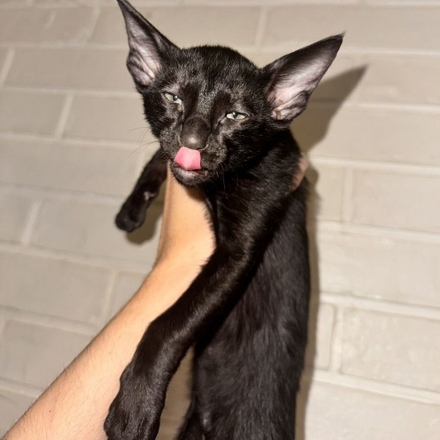 Ориентальный котёнок