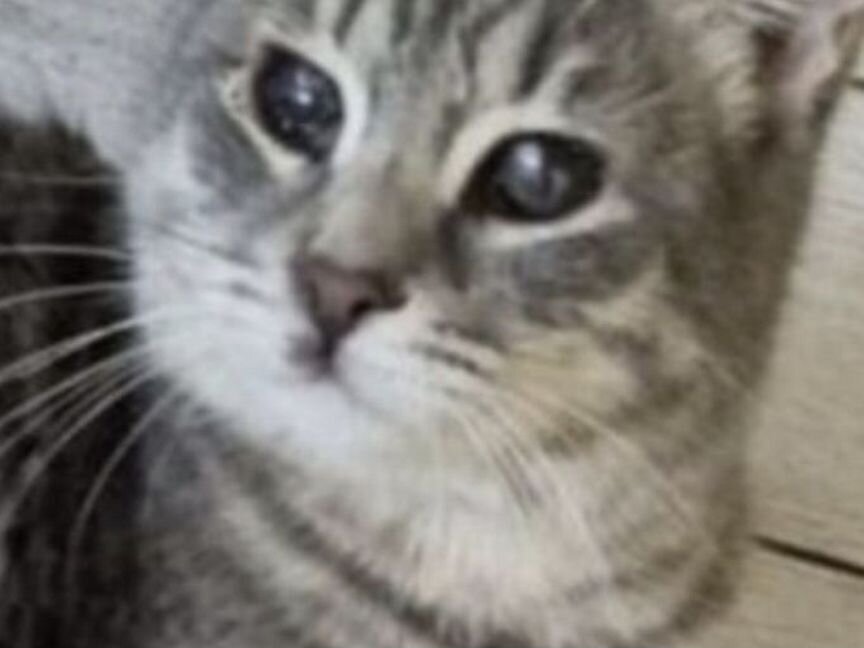 Котик Тайсон