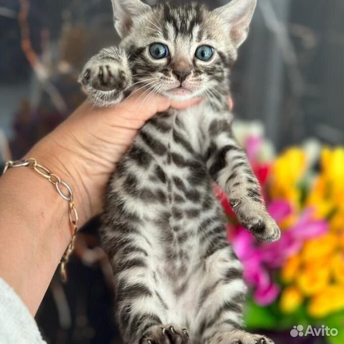 Бенгальская кошечка серебро
