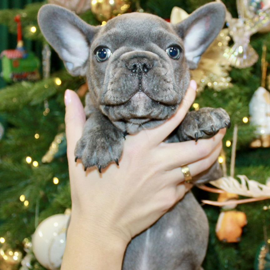 Французский бульдог, щенок