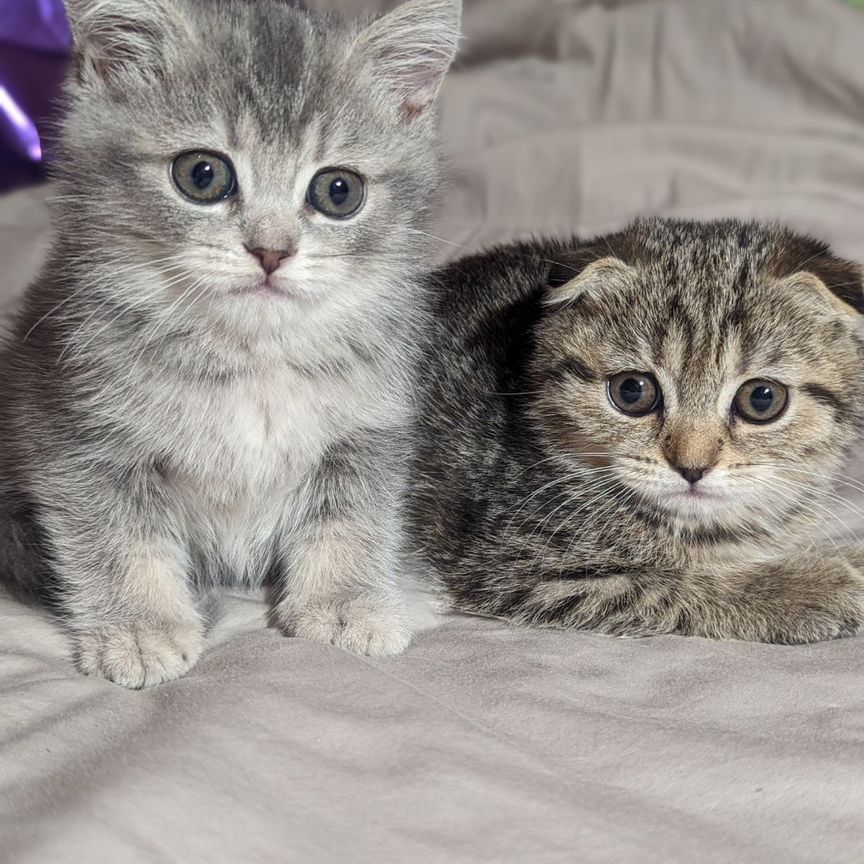 Котята шиншиллята