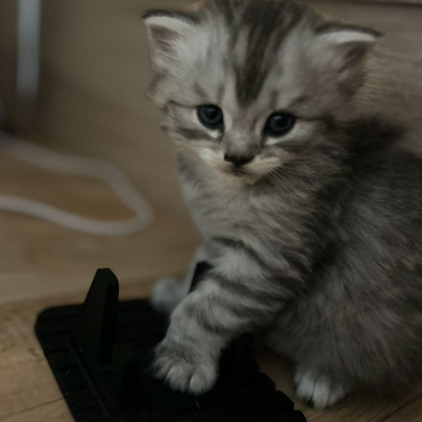 Британский короткошёрстный котёнок