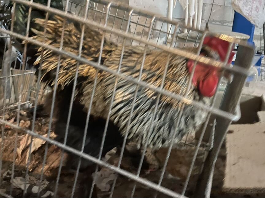 Семейство - 3 курицы и петух