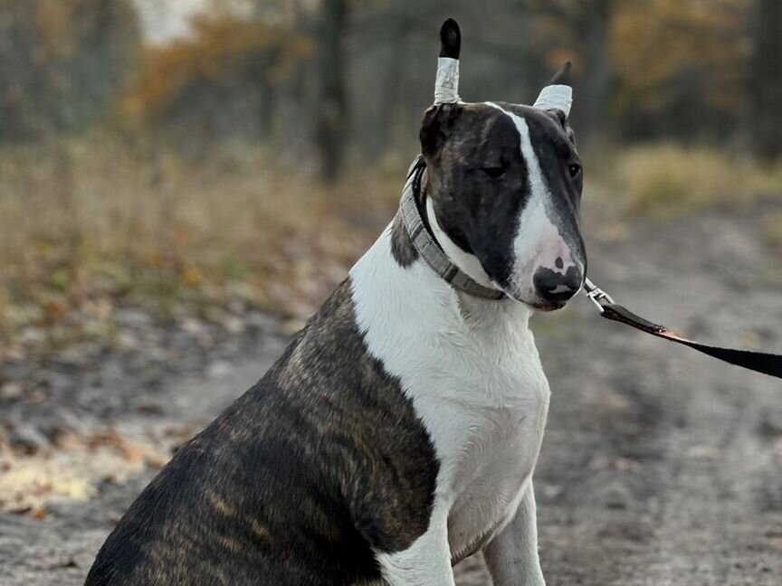 Стандартный бультерьер