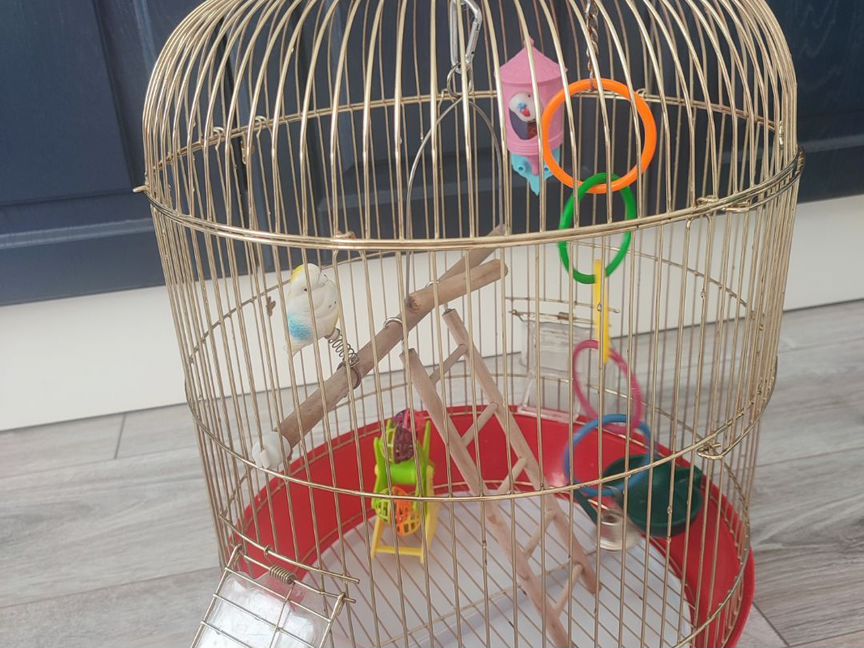 Клетка для волнистого попугая и канарейки