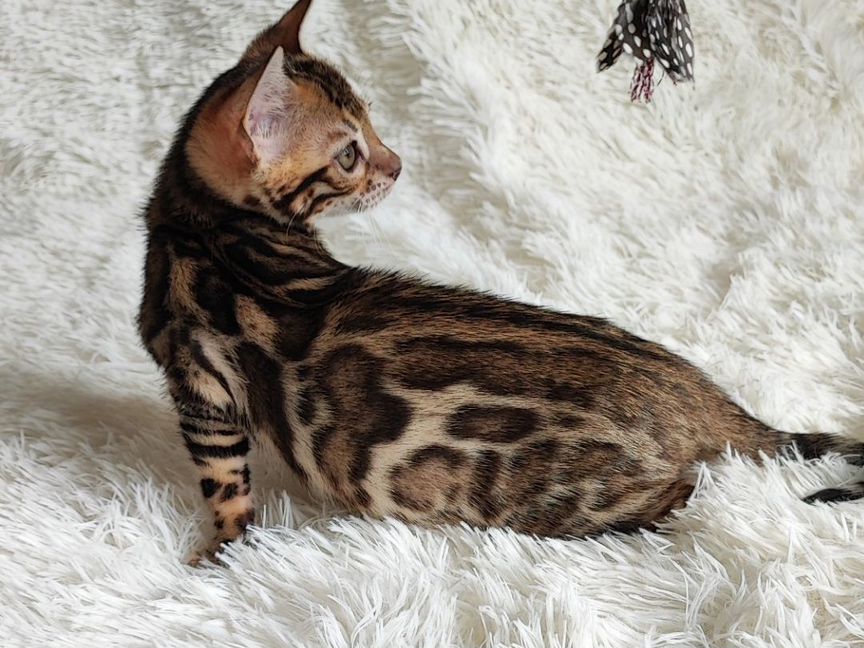 Бенгальская девочка