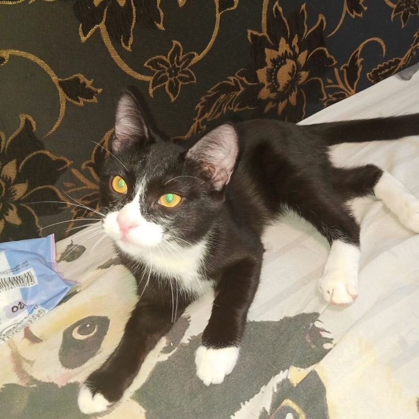 Котенок сноу-шу