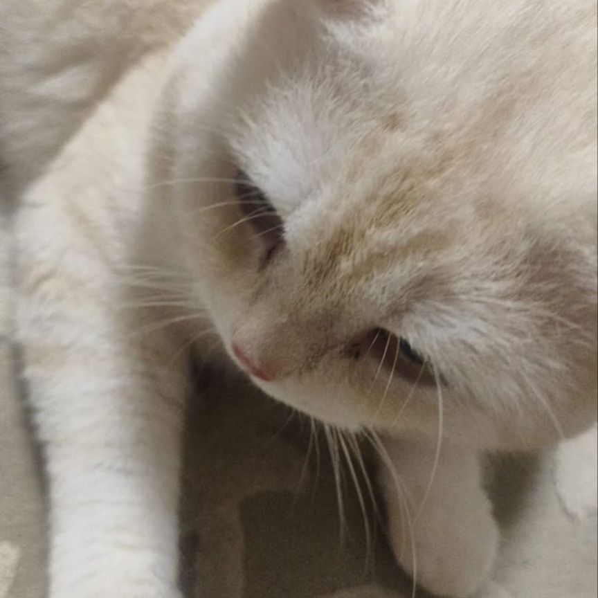 Котик Феликс в хорошие руки