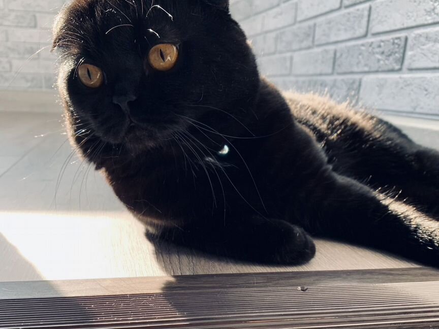 Шотландский кот вязка