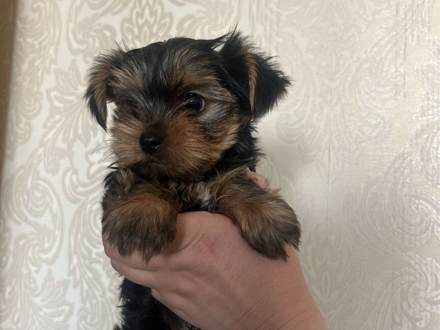 Йоркширский терьер