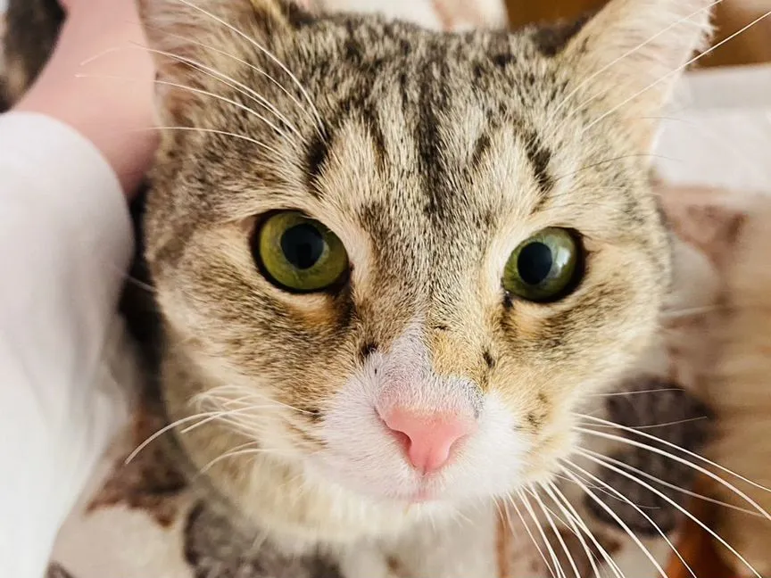 Котики бесплатно в добрые руки