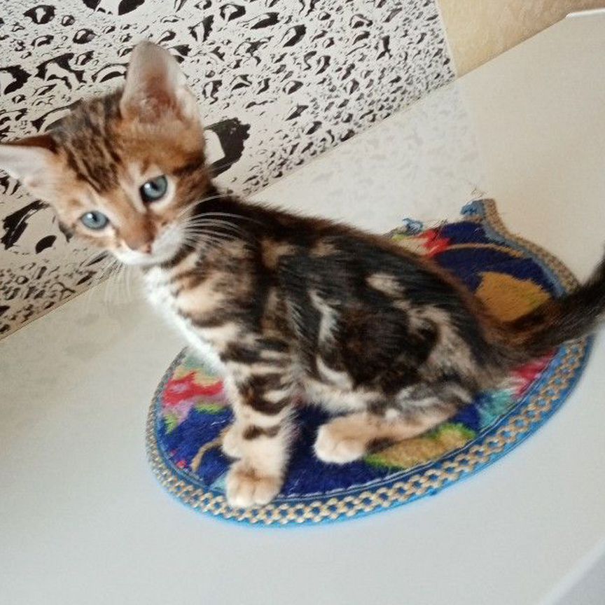 Бенгальские котята
