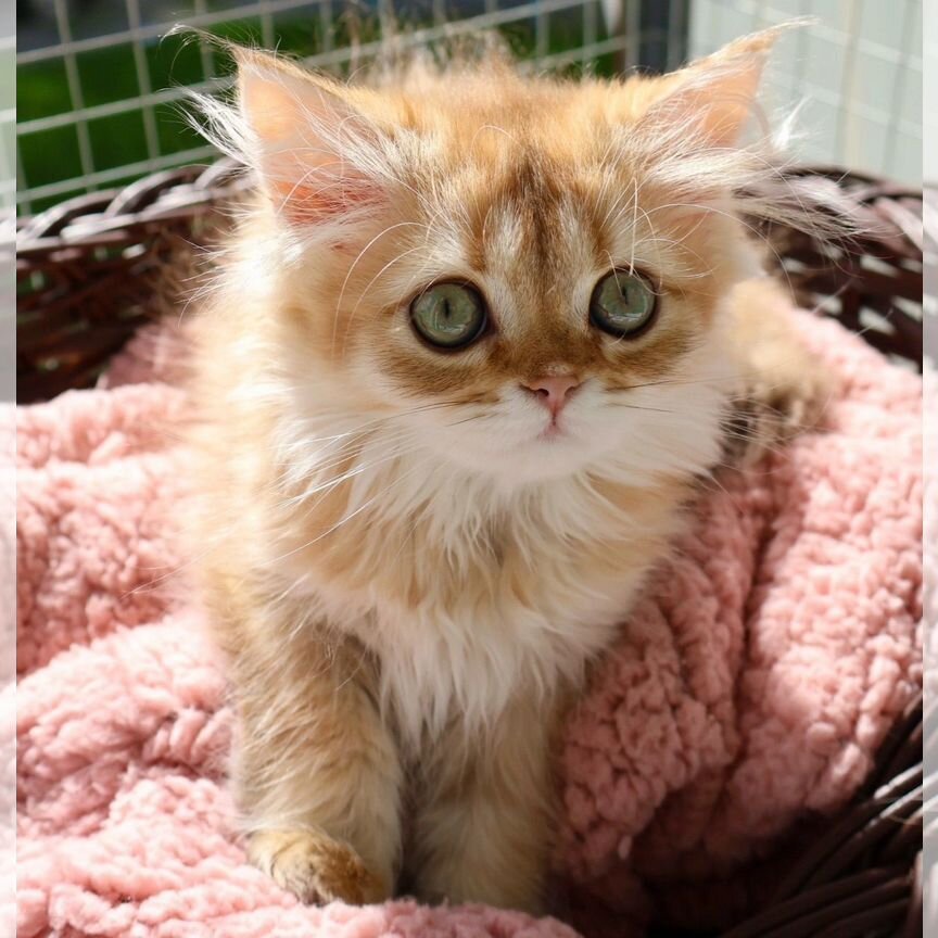 Шотландский прямоухий длинношёрстный котёнок