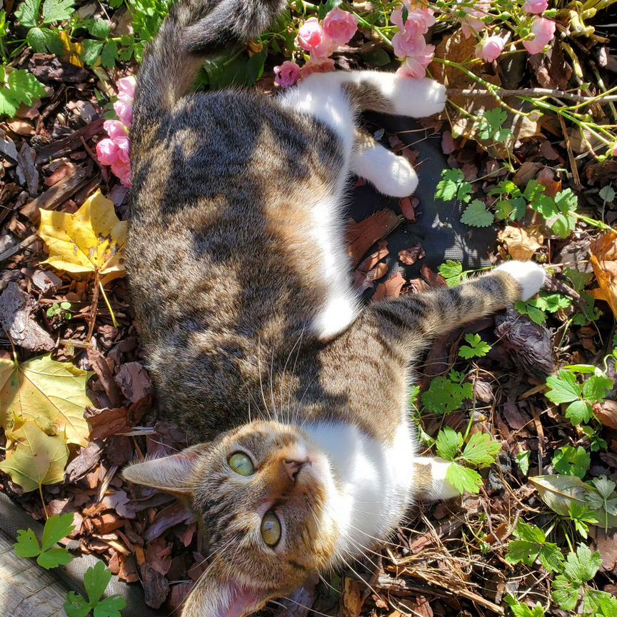 Кошка малышка