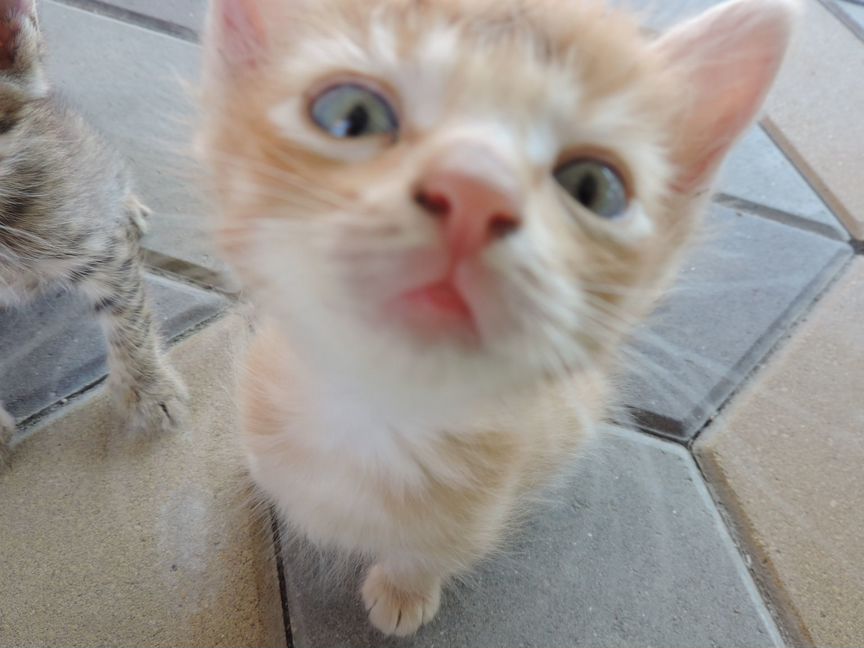 Забавный чудесный Рыжик