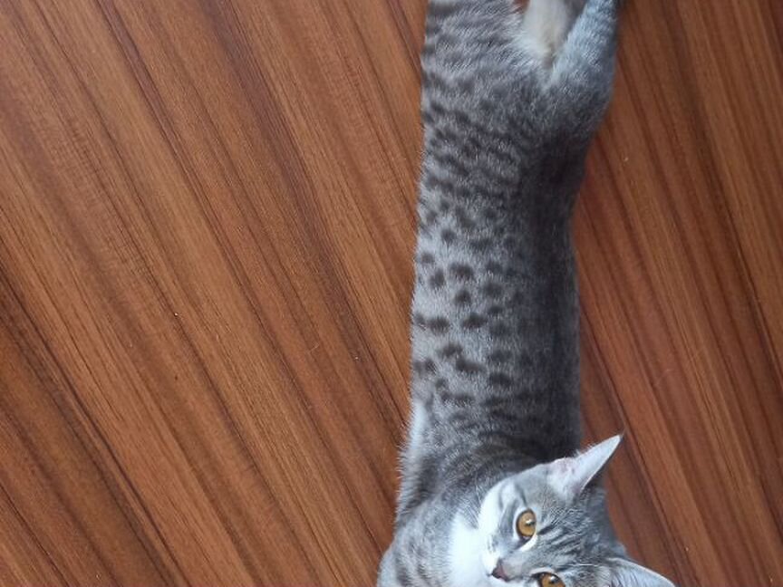 Кошка, британской кошки и обычного кота