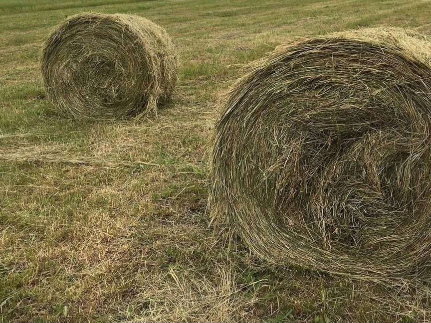 Сено в рулонах с доставкой